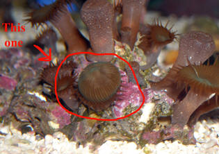 Brown Zoanthids